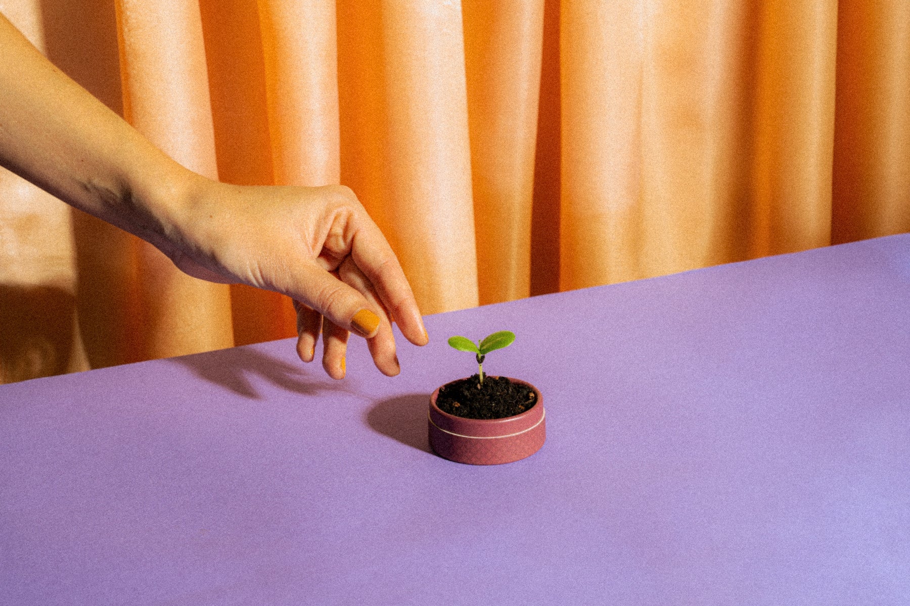 Oplants - Anzuchtanleitung